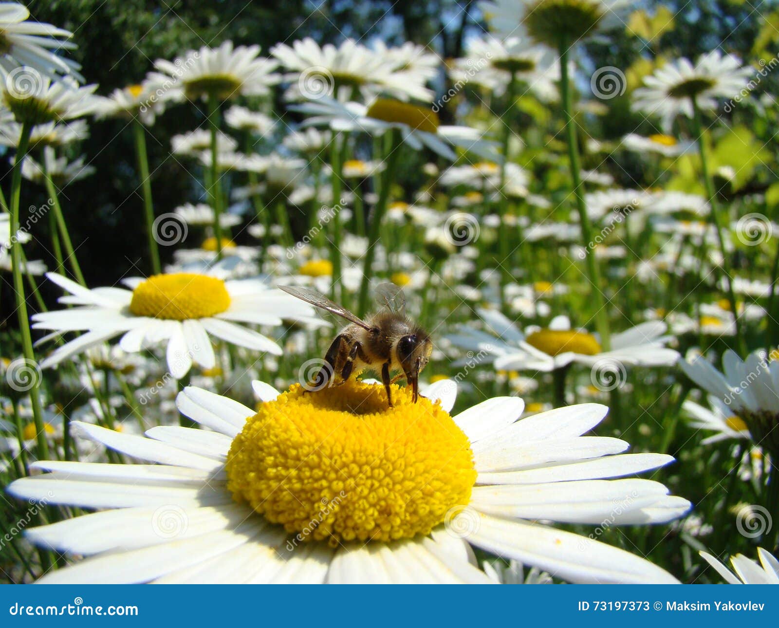 Bee pollinating flower stock image. Image of pollination - 73197373
