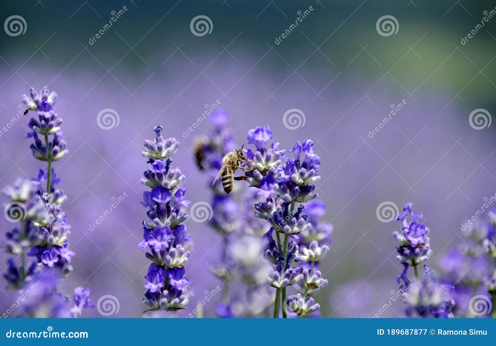 Bee Pollinating Lavender Flower Stock Image - Image of lavander ...
