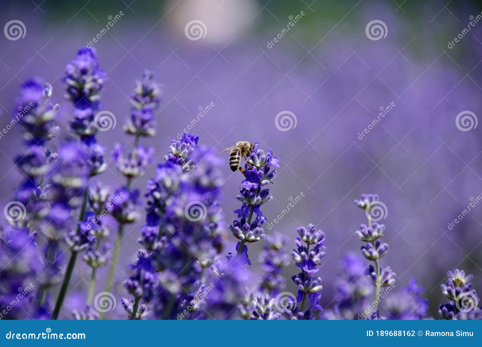 Bee Pollinating Lavender Flower Stock Photo - Image of pollinating ...
