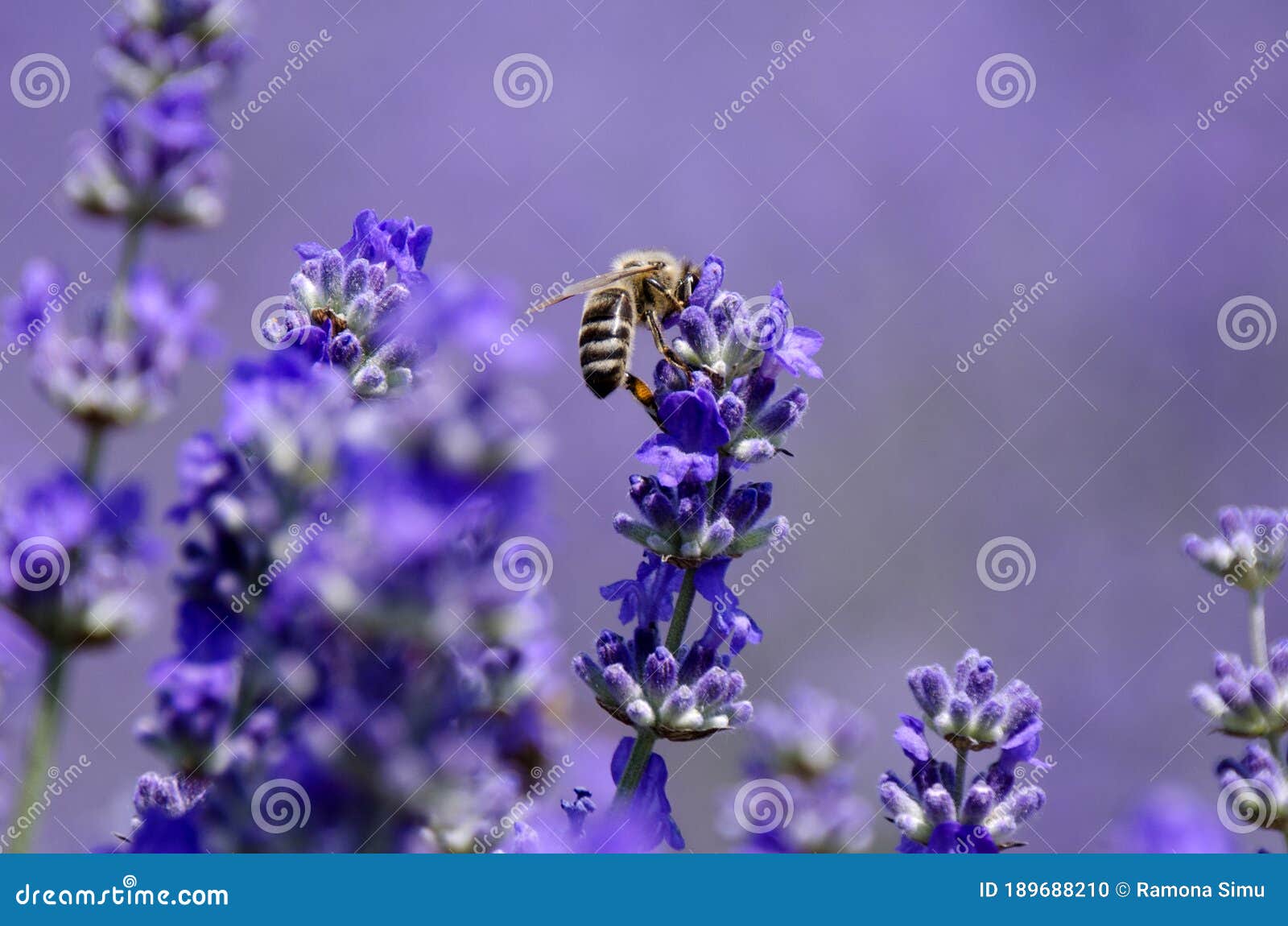 Bee Pollinating Lavender Flower Stock Photo - Image of pollinating, flower: 189688210