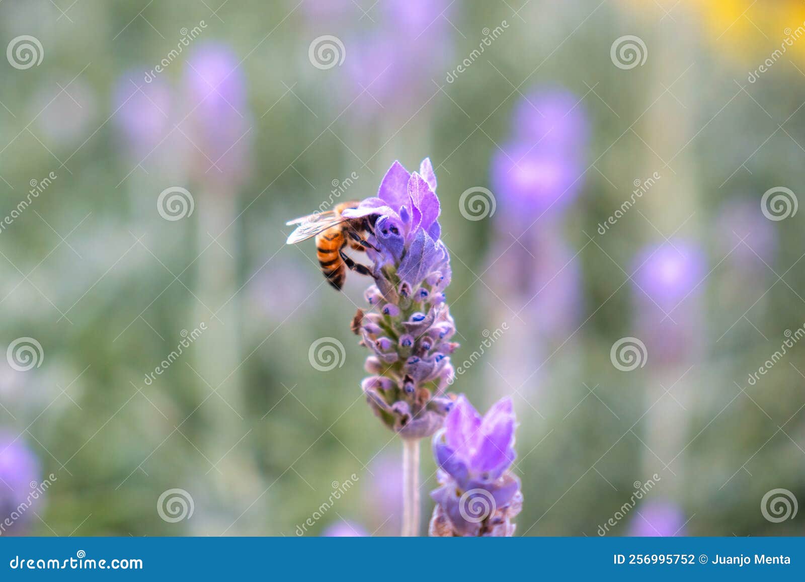 Bee Pollinating Lavender Flowers Stock Photo - Image of herb, floral: 256995752
