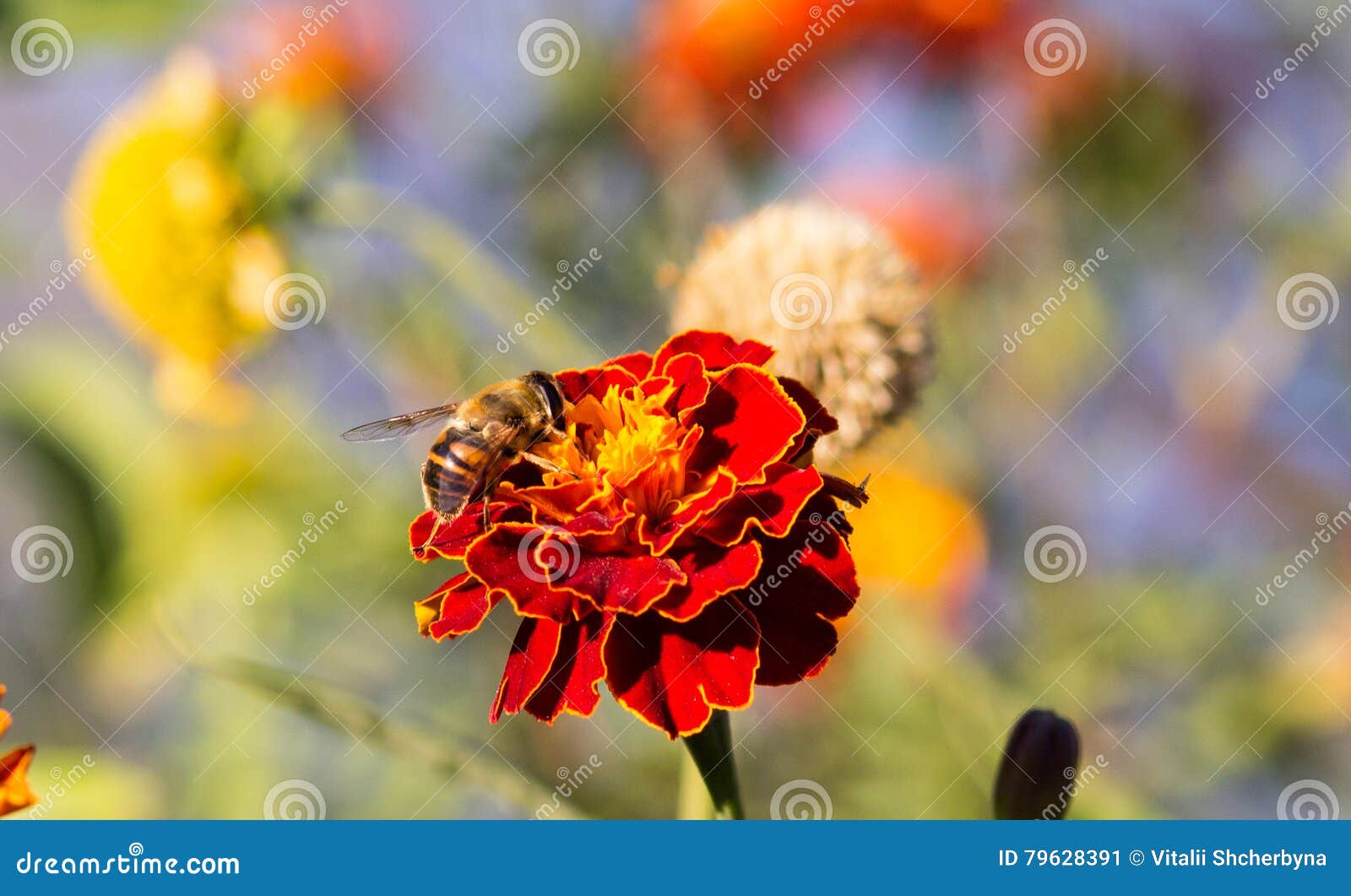 Bee Pollinating a Marigold Flower Stock Image - Image of flora ...