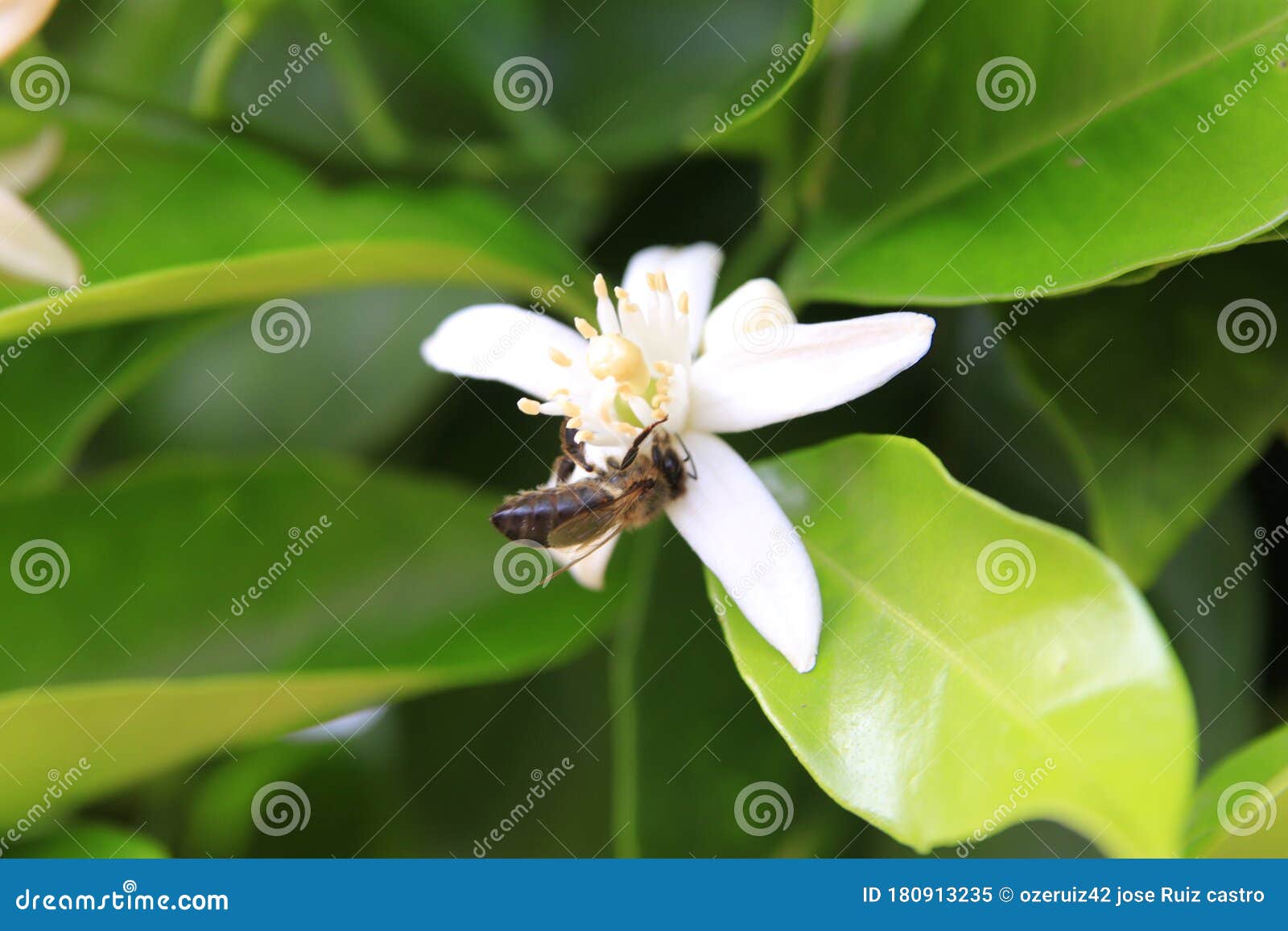 Bee Pollinating an Orange Blossom Stock Image - Image of wildflower ...