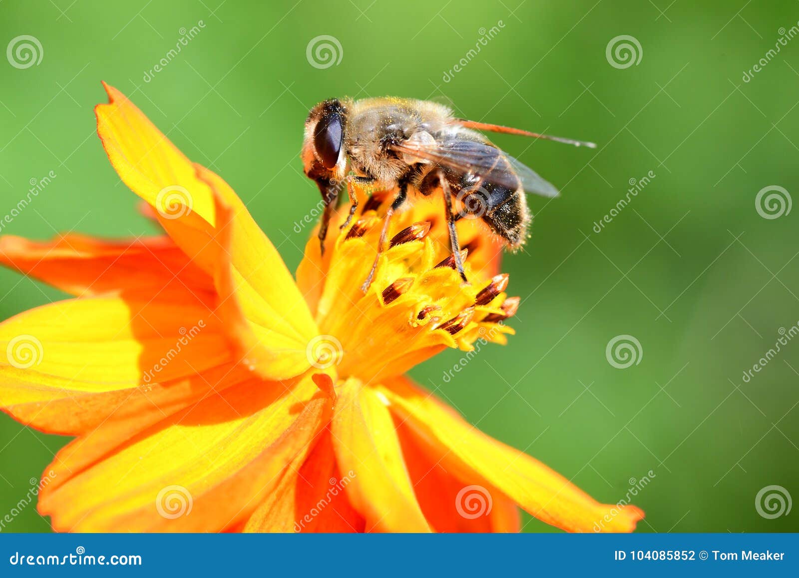 Bee Pollinating an Orange Coreopsis Flower Stock Photo - Image of ...