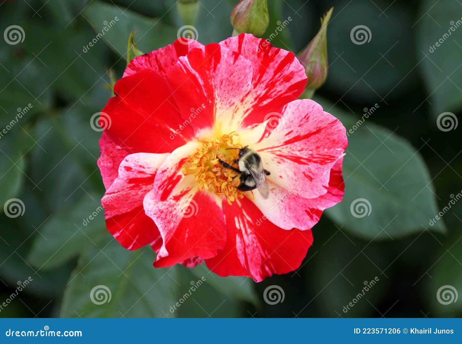 A Bee Pollinating a Red Bicolor Knockout Rose Stock Photo - Image of ...