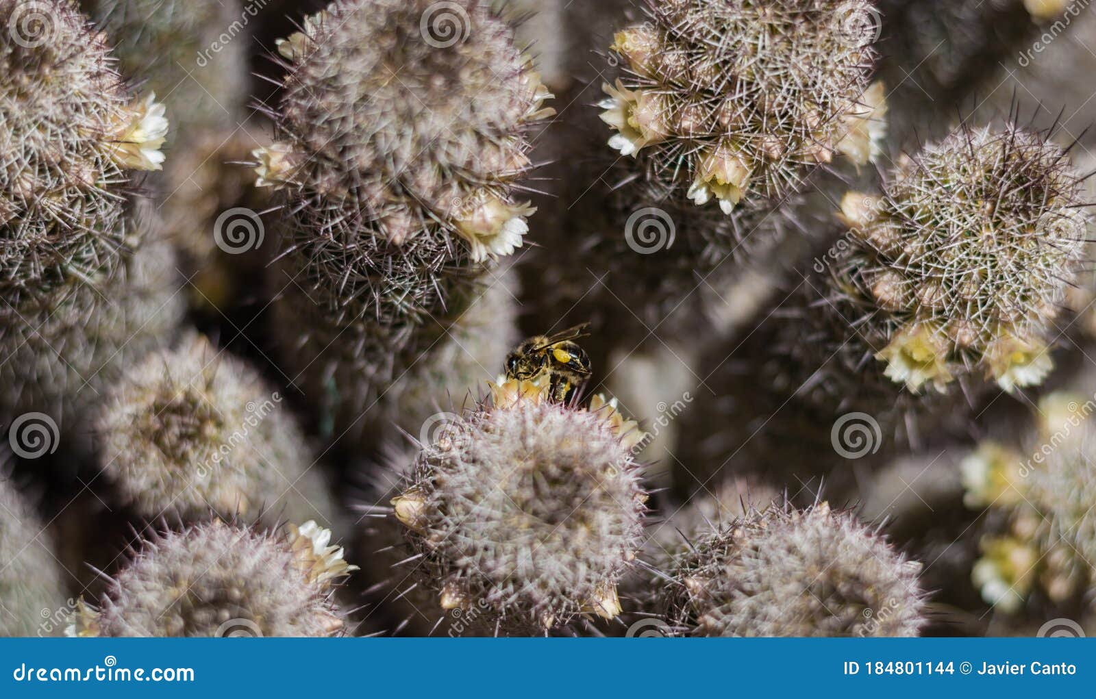 Bee Pollinating a Small Cactus Flower Stock Photo - Image of nectar ...