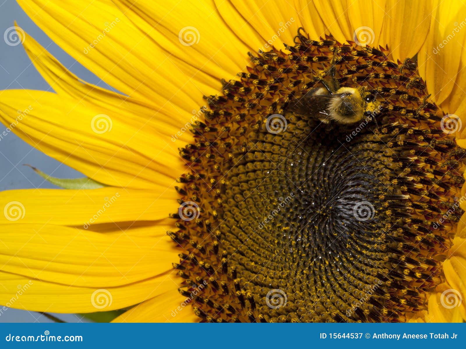 Bee Pollinating a Sunflower Stock Image - Image of plant, nectar: 15644537