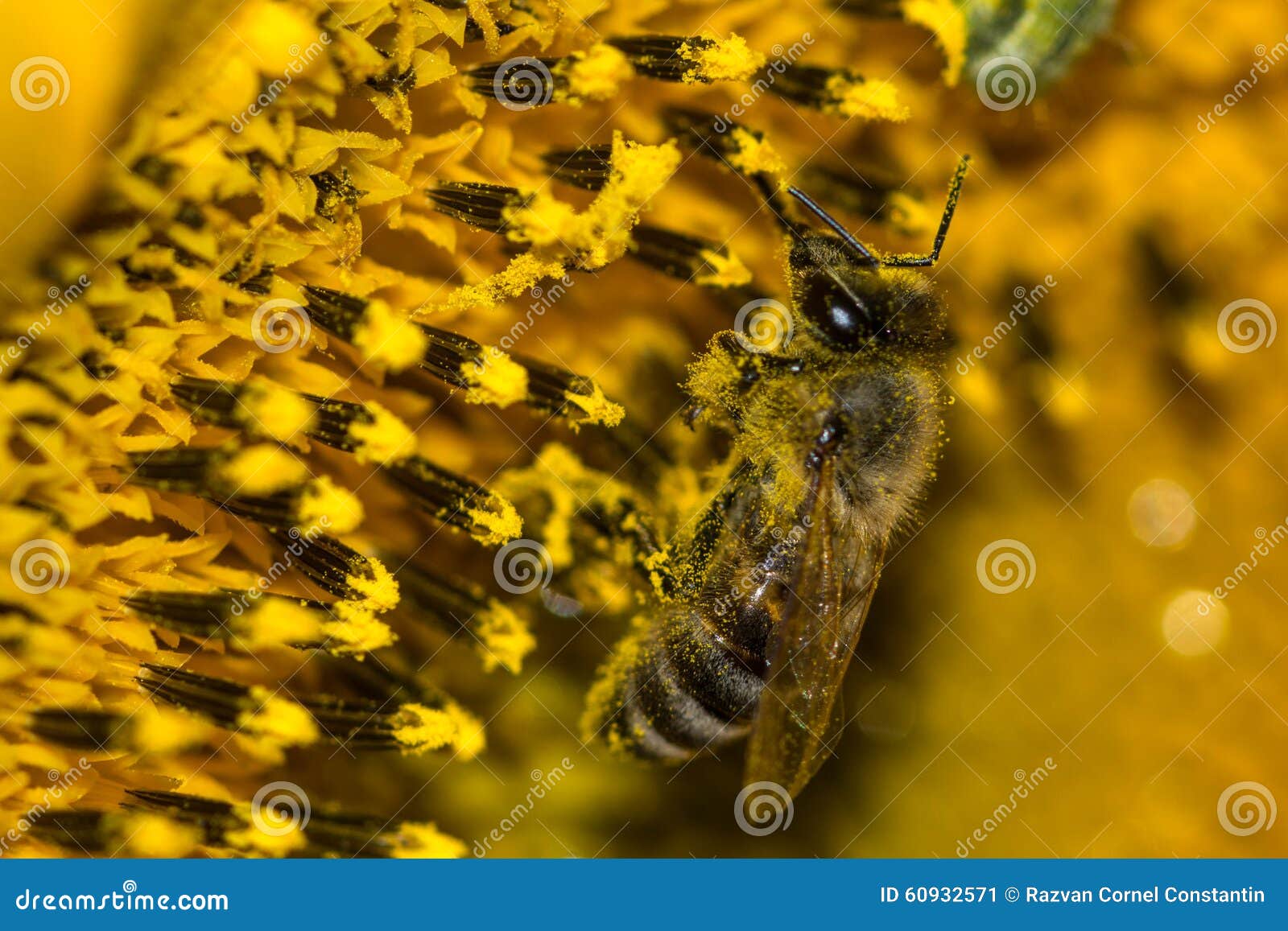 Bee Pollinating a Sunflower Stock Image - Image of agriculture ...