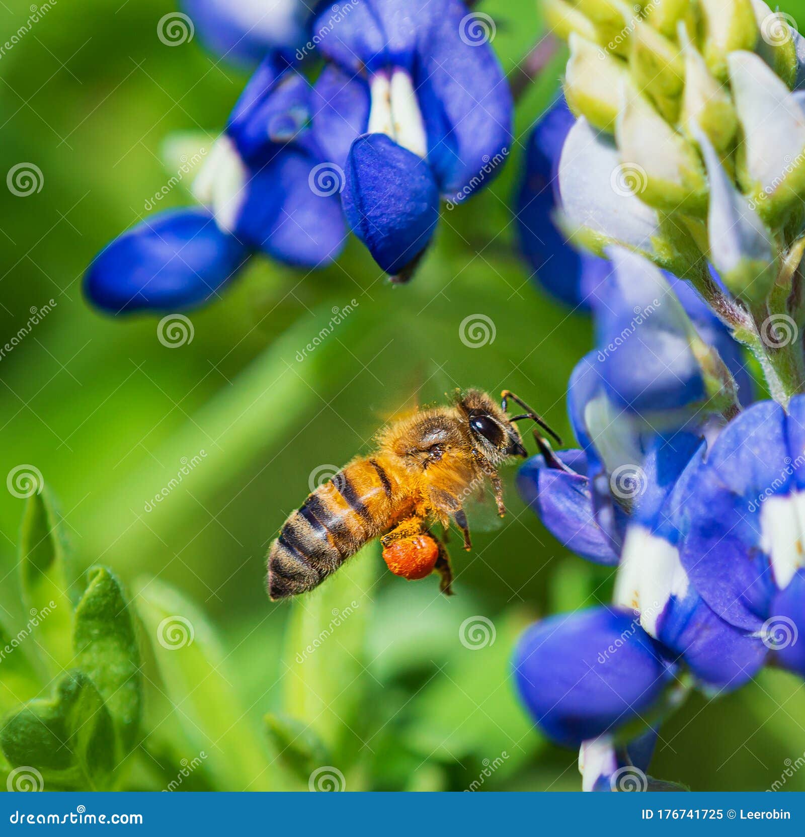 Bee Pollinating Texas Bluebonnet Flower Stock Image - Image of blue ...