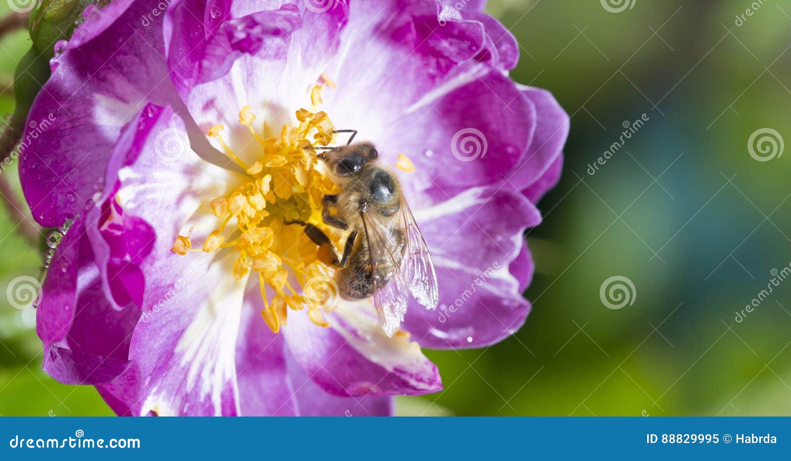 Bee Pollinating Wild Pink Rose Stock Image - Image of stamen, closeup ...