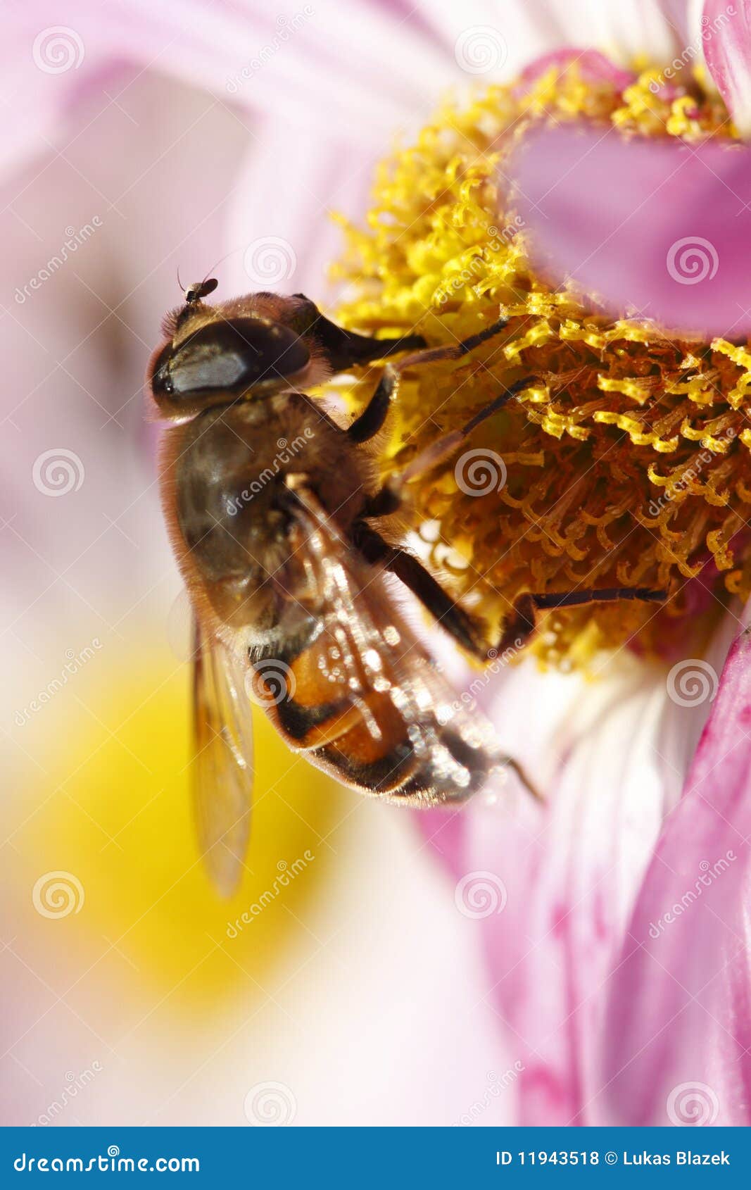 Bee during pollination stock photo. Image of animal, life - 11943518