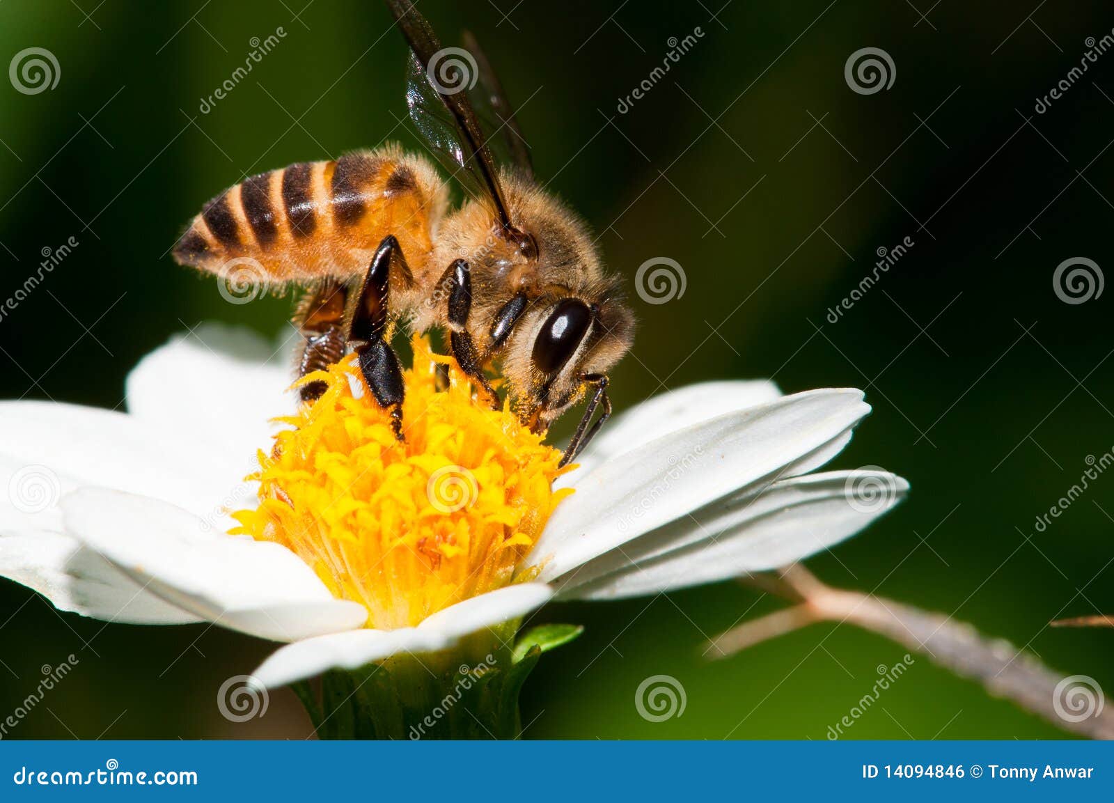 Bee Pollination stock photo. Image of natural, pollination - 14094846