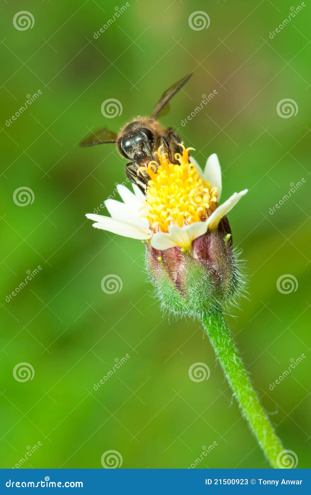 Bee Pollination stock image. Image of fresh, macro, ecology - 21500923