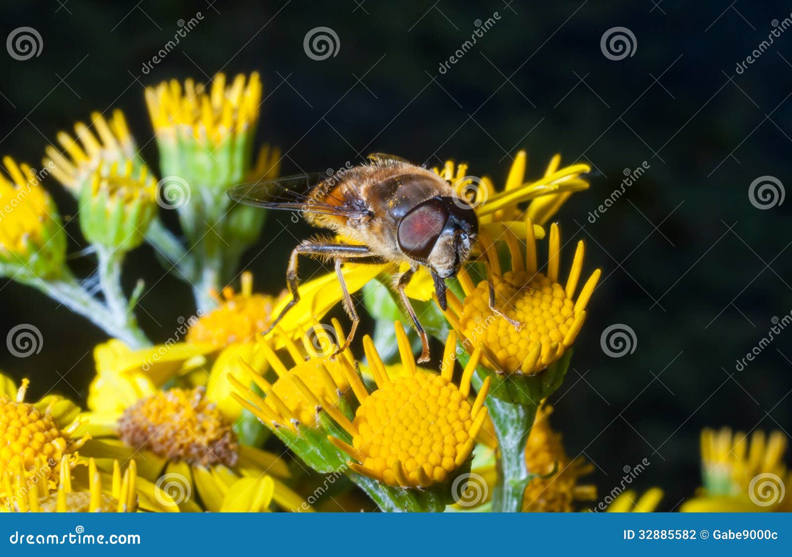 Bee pollination stock photo. Image of flower, macro, season - 32885582