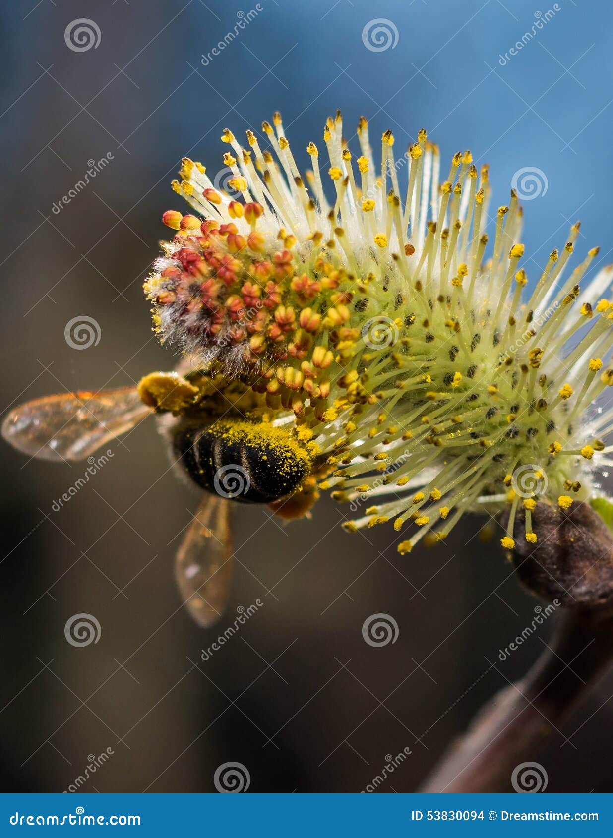 Bee during pollination2 stock photo. Image of macro, petal - 53830094