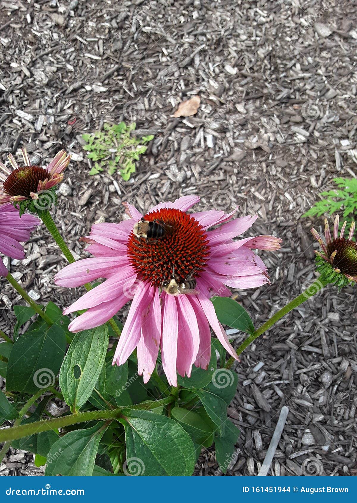 Bee Pollination Nation stock photo. Image of flowers - 161451944