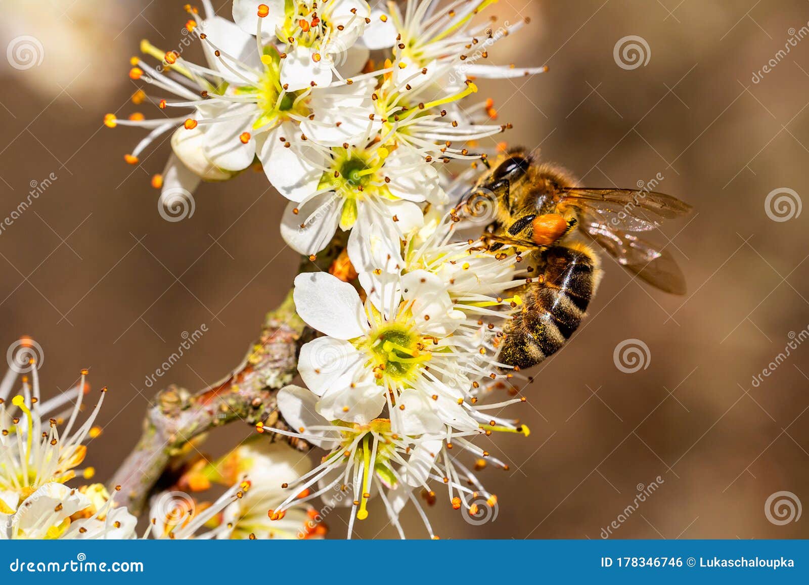 Bee Pollination on Spring Cherry Blossom. Macro Photo Stock Photo ...