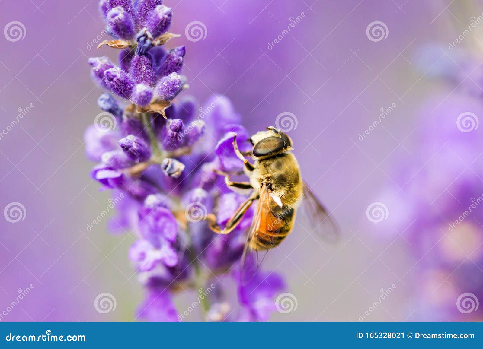 Bee Pollinator Sitting on a Purple Folower Stock Image - Image of herb ...