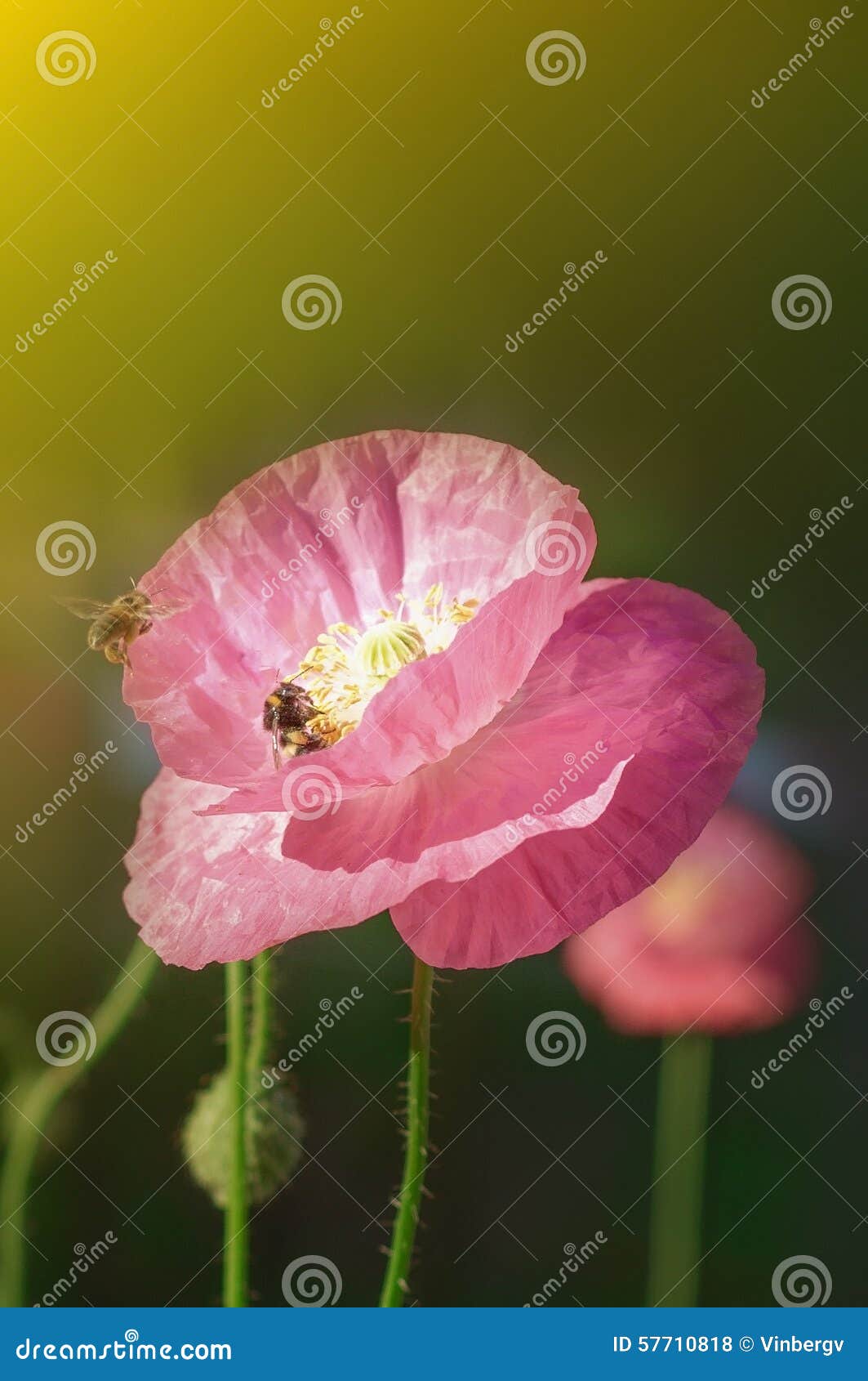 Bee on Poppies Rays of the Sun Stock Photo - Image of honey, light ...