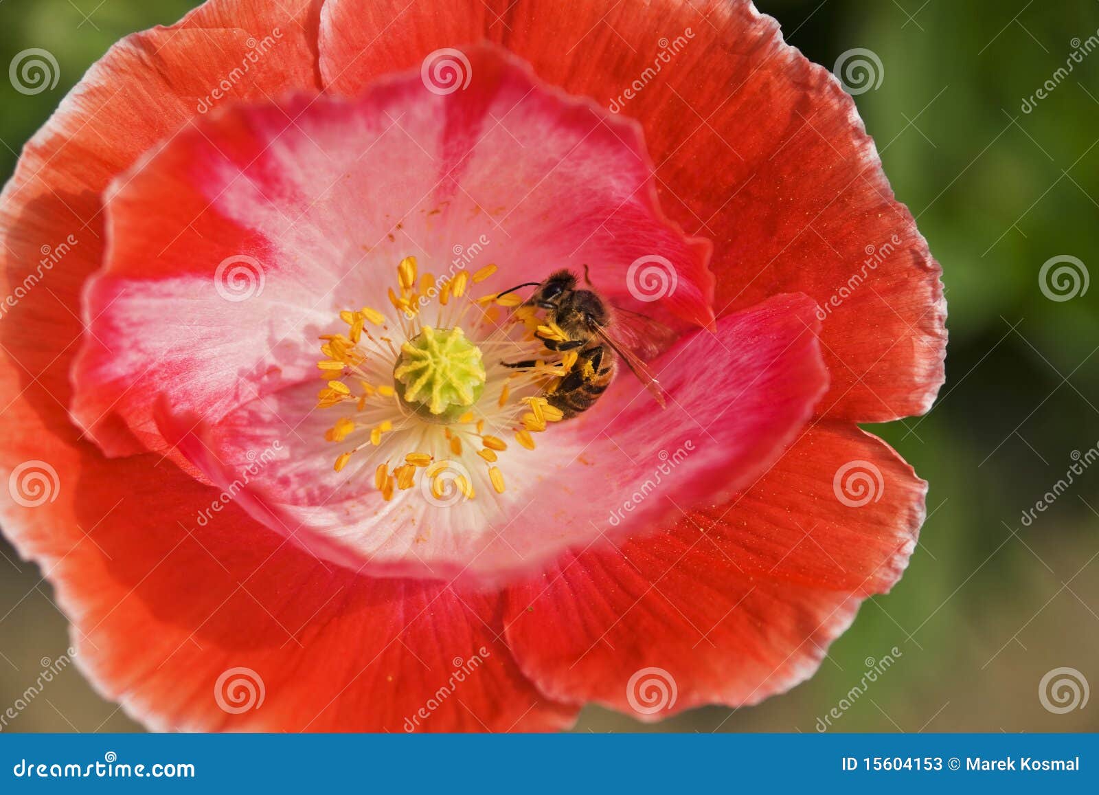 Bee on the poppy stock image. Image of pollination, plant - 15604153