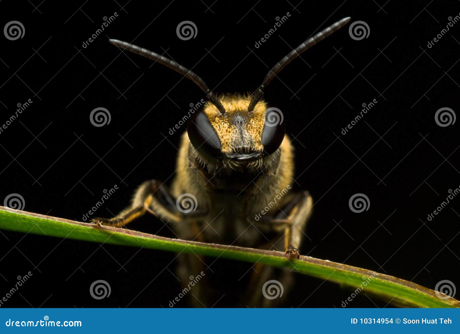Bee portrait stock photo. Image of park, bees, outdoor - 10314954