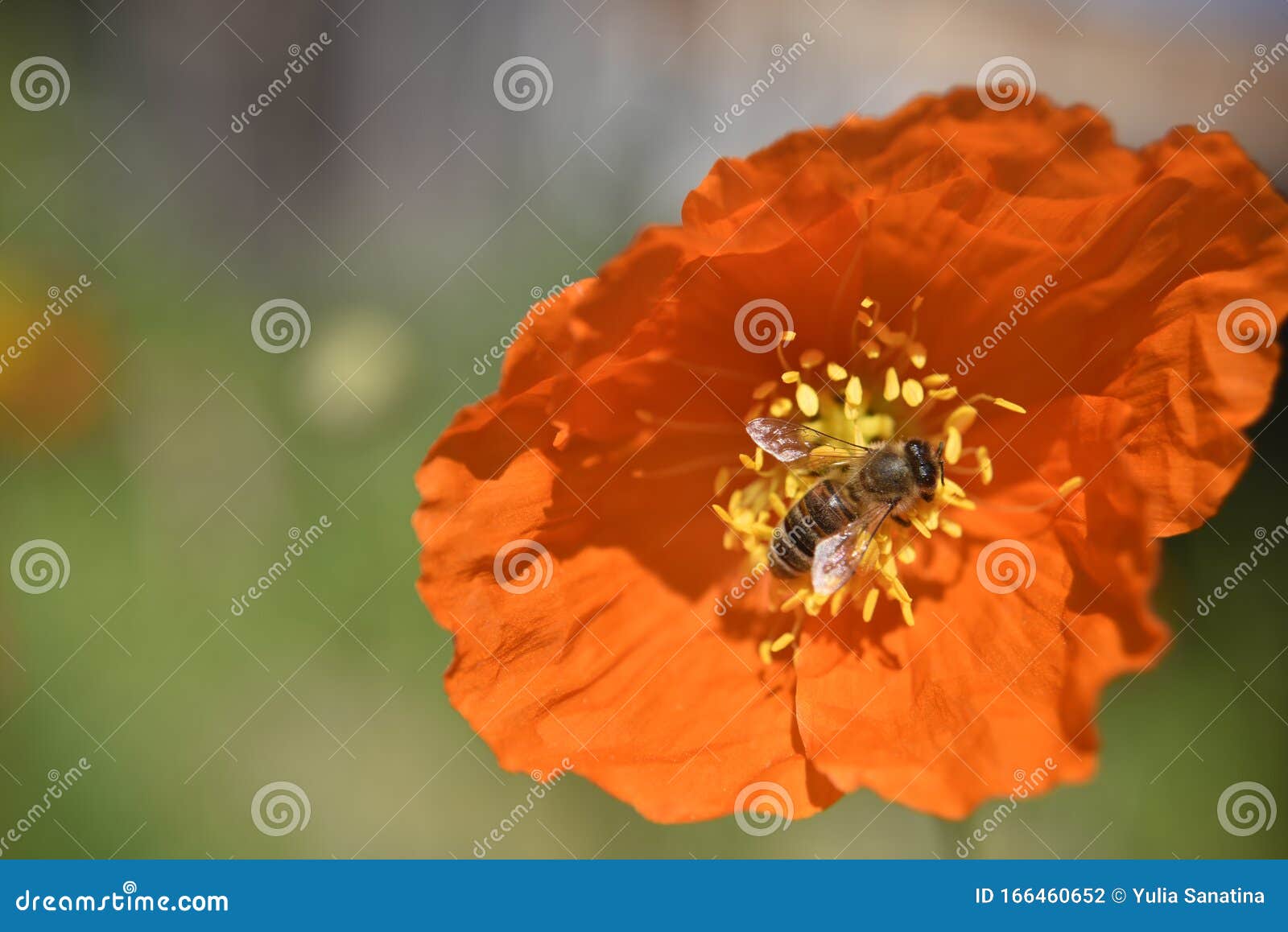 Bee in the Process of Pollination on the Red Poppy on a Sunny Day Stock ...