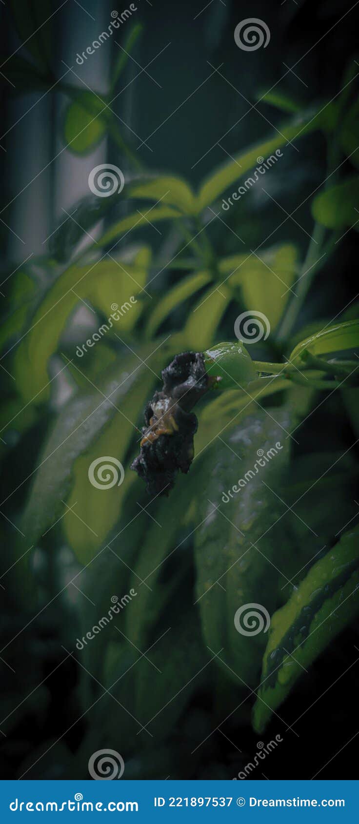 Bee stock image. Image of leaf, green, yellow, plant - 221897537