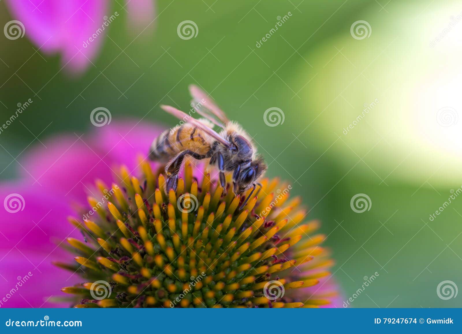 Bee purple cone flower stock photo. Image of honey, bumble - 79247674