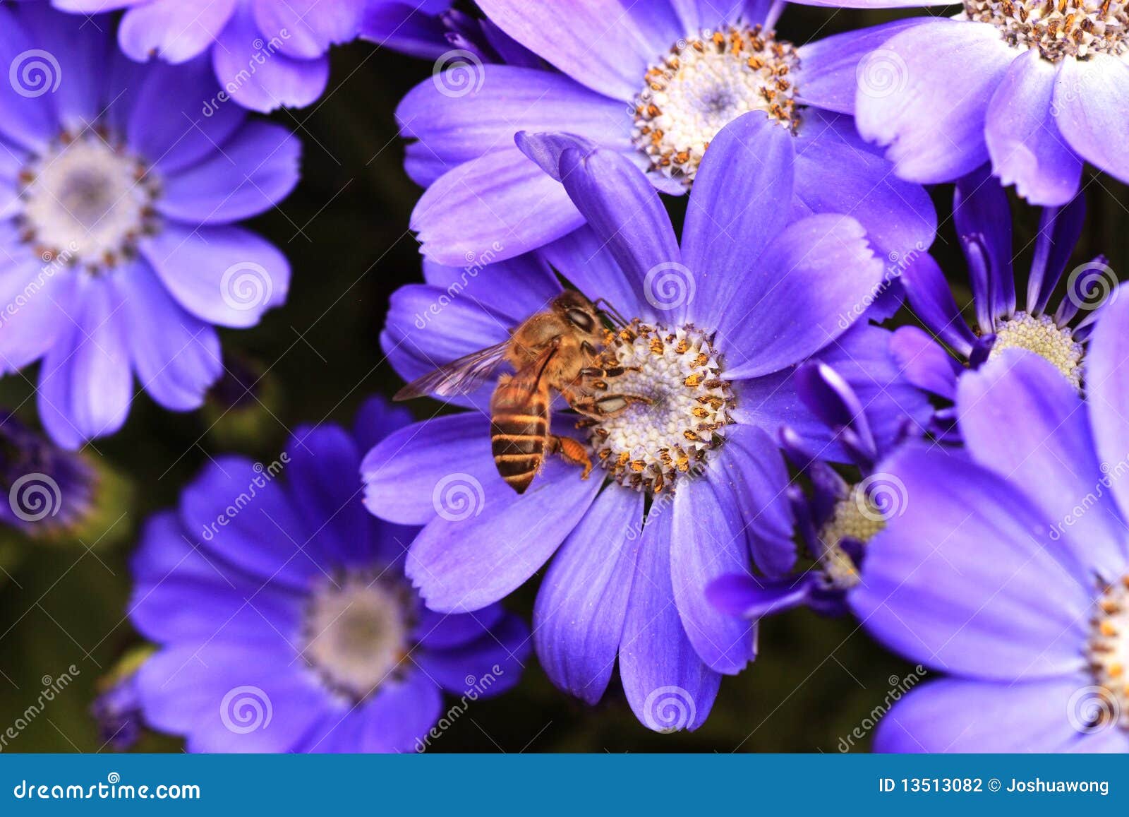 Bee on purple flower stock photo. Image of beautiful - 13513082