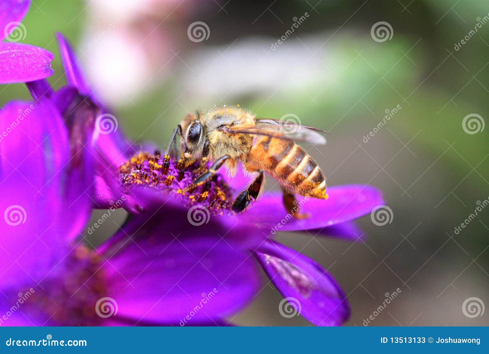 Bee on purple flower stock image. Image of honey, bright - 13513133