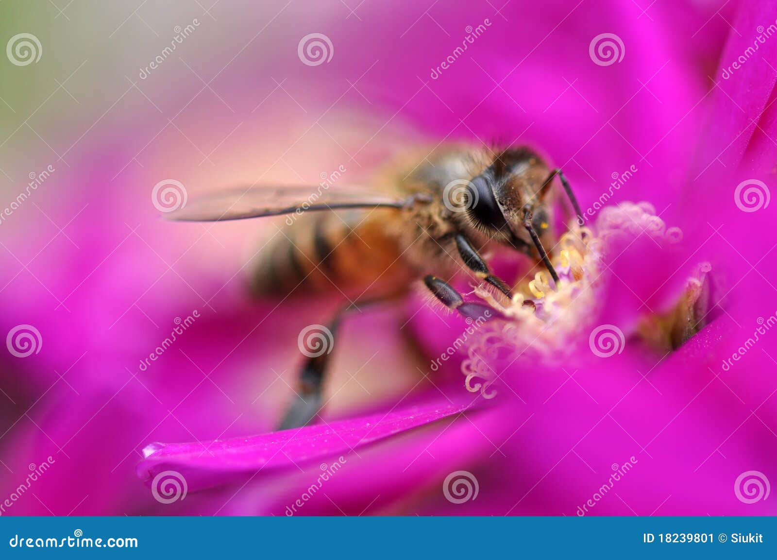 Bee on a purple flower stock image. Image of blur, colour - 18239801