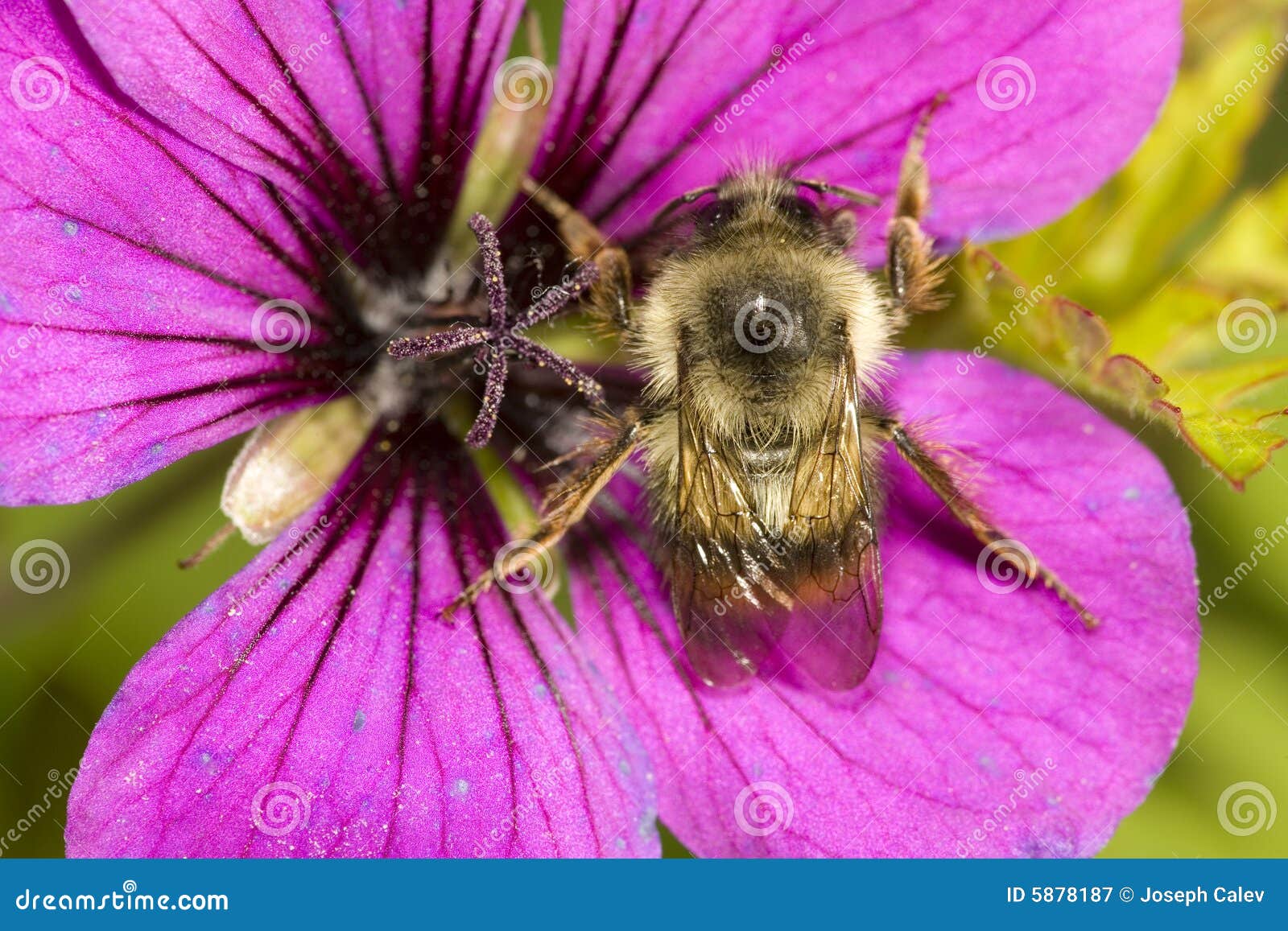 Bee on purple flower stock image. Image of worker, gather - 5878187