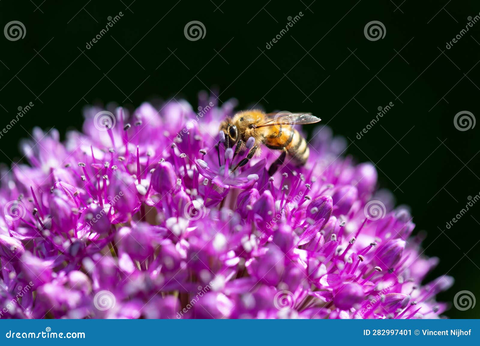 Bee on purple flower stock image. Image of flower, violet - 282997401