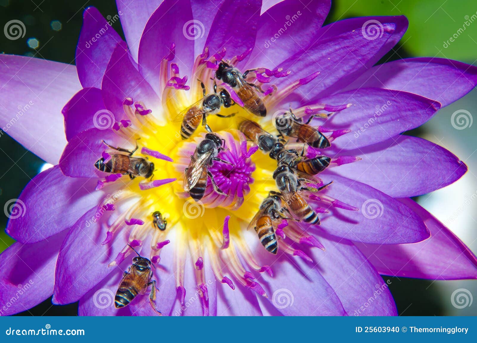 Bee on Purple Lotus Flower Blooming at Summer. Stock Photo - Image of ...
