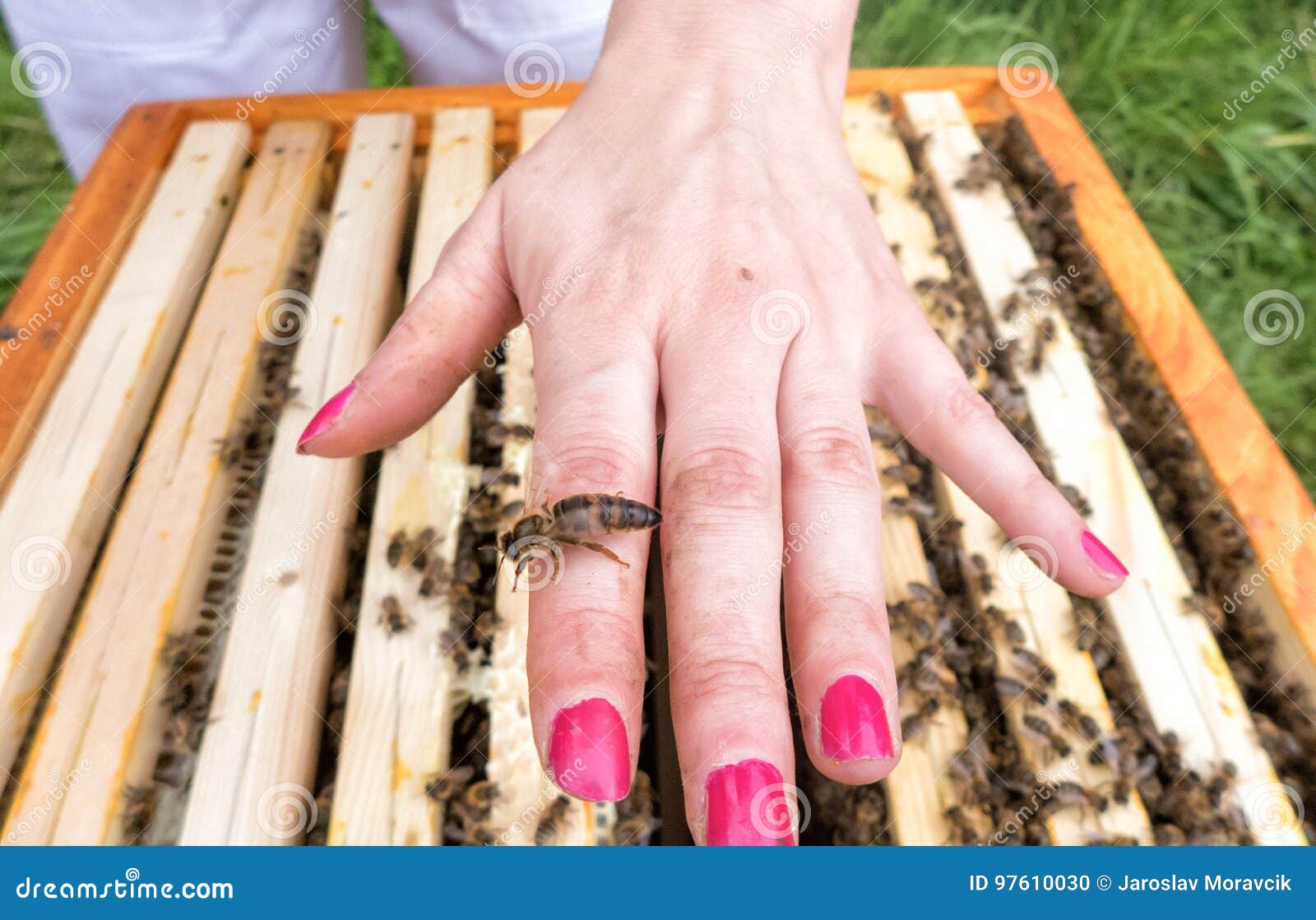 Bee queen on hand stock photo. Image of apiculture, apiary - 97610030