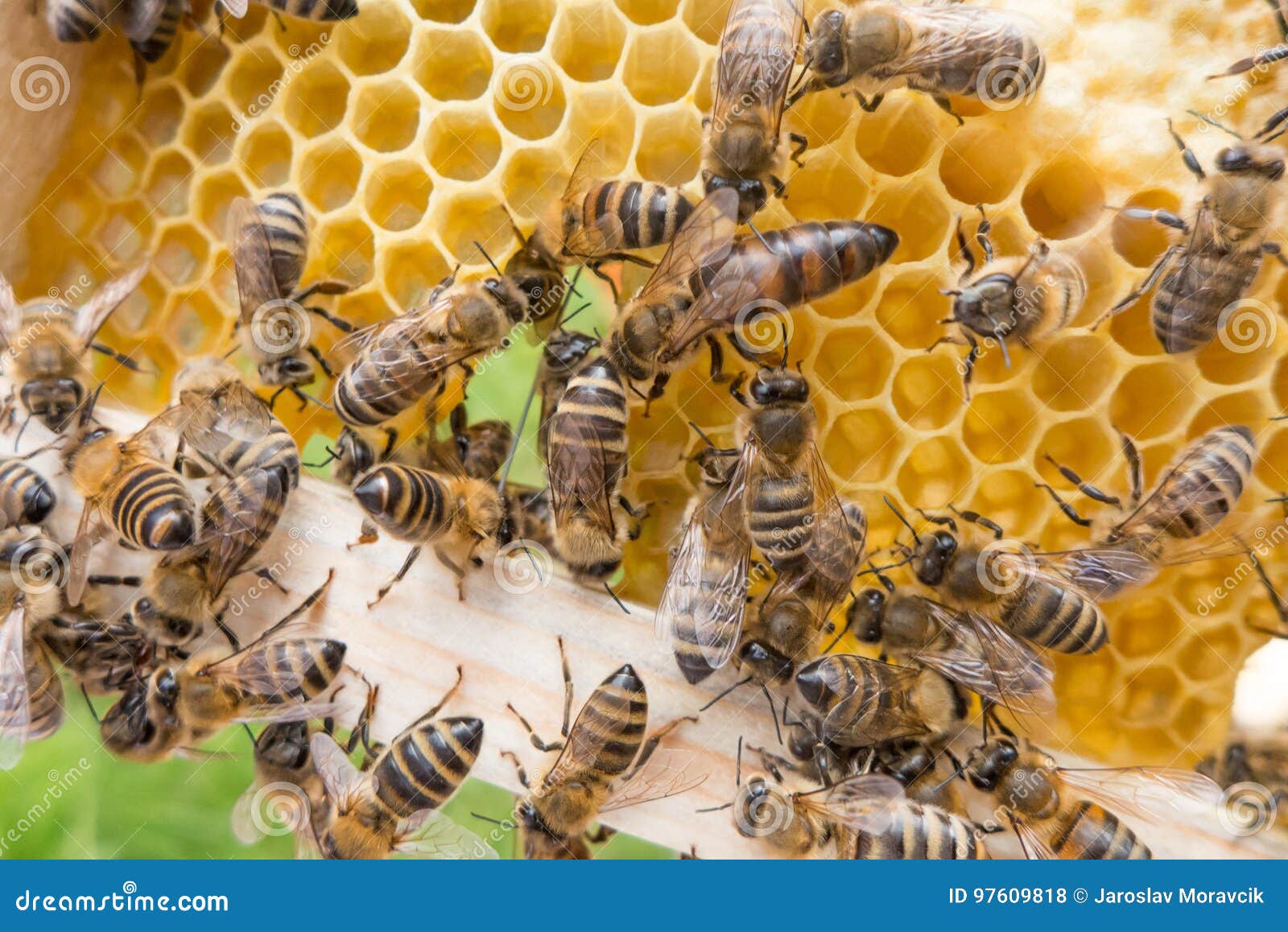 Bee queen in honeybee stock photo. Image of hive, apiculture - 97609818
