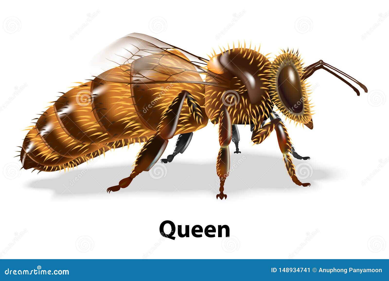 Bee Side Black White Stock Illustrations – 158 Bee Side Black White ...