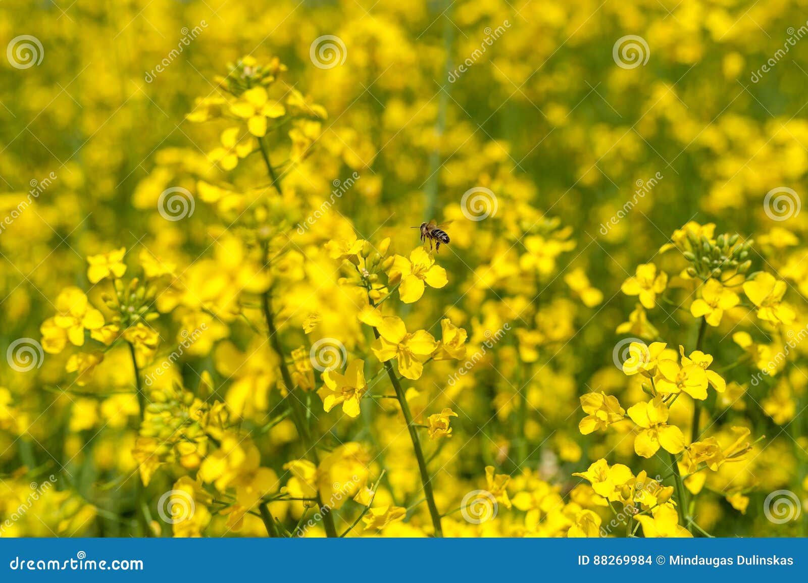 Bee on the Rapeseed Blossom Stock Photo - Image of detail, blooming ...