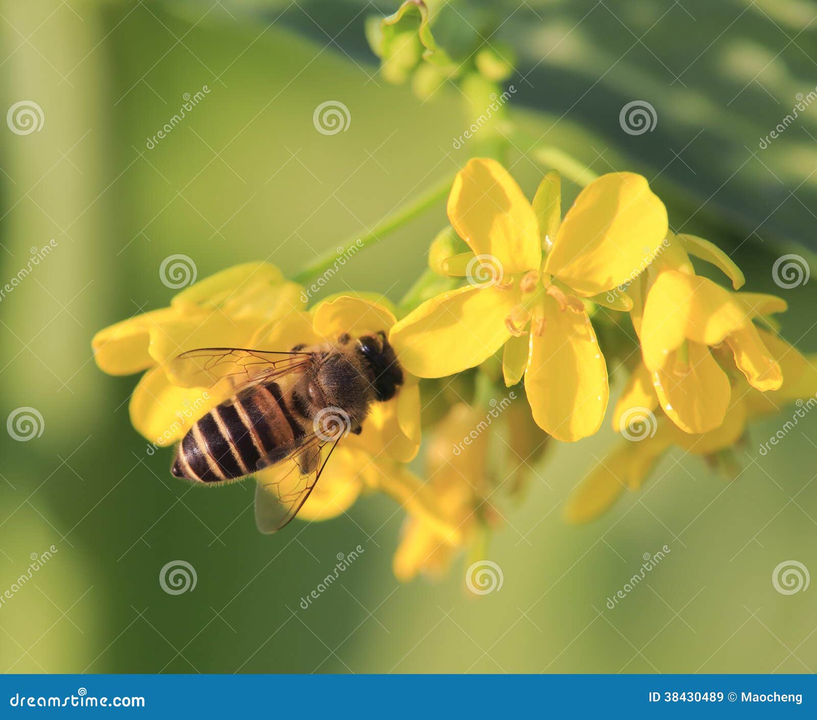 Bee on the Rapeseed Flowers Stock Image - Image of flower, crop: 38430489