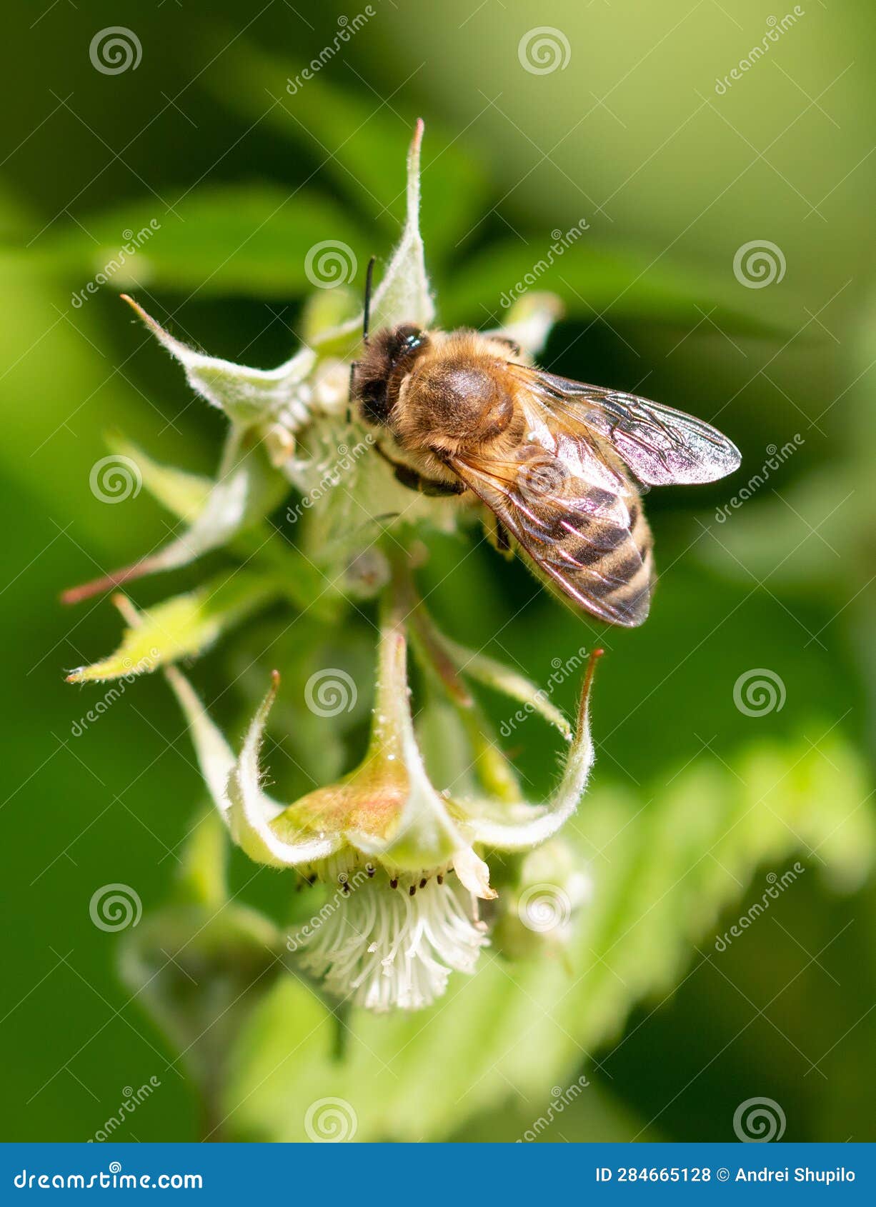 A Bee on a Raspberry Flower. Macro Stock Photo - Image of green, close ...