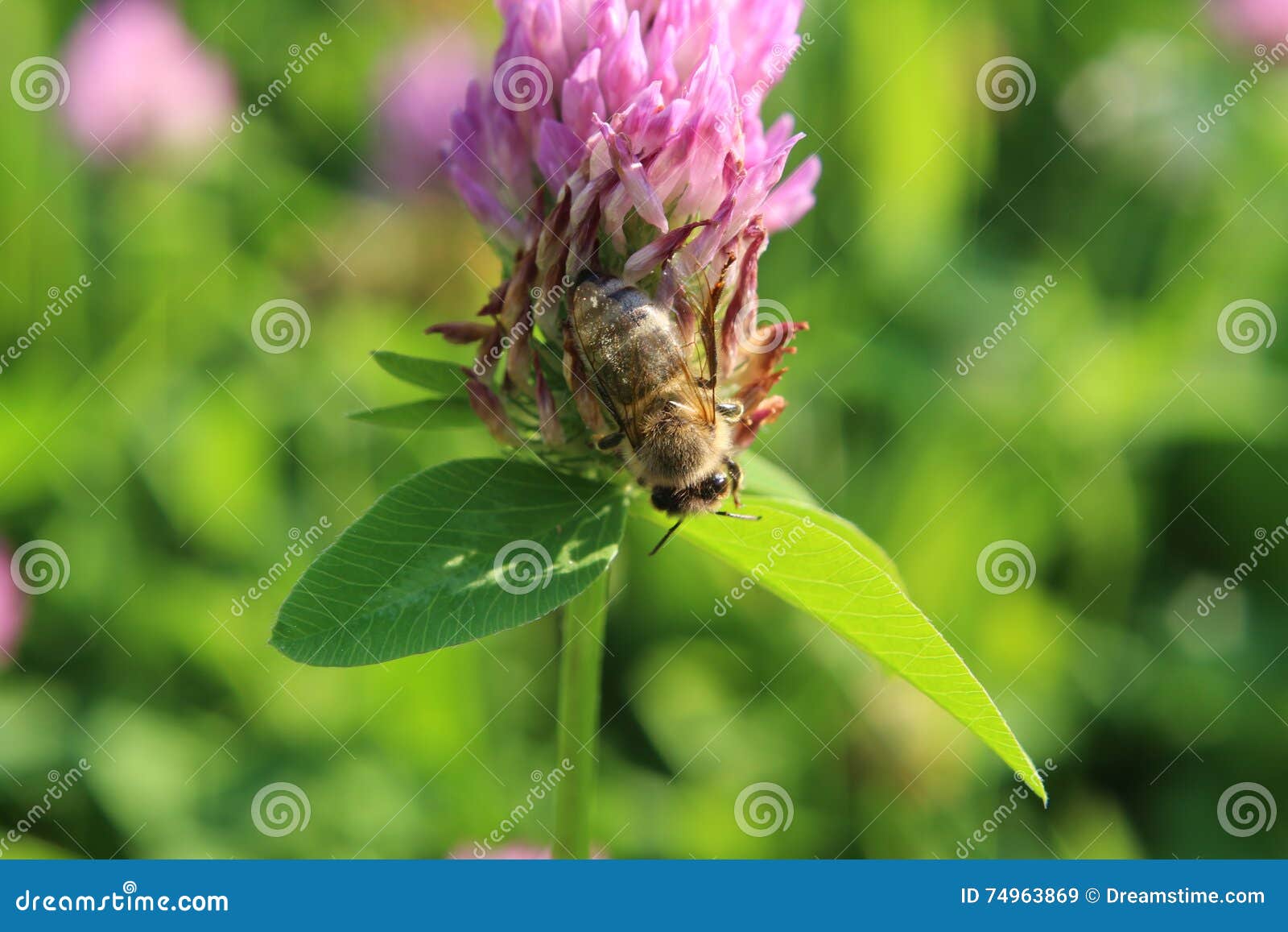 Bee on the Red Clover stock image. Image of clover, outside - 74963869