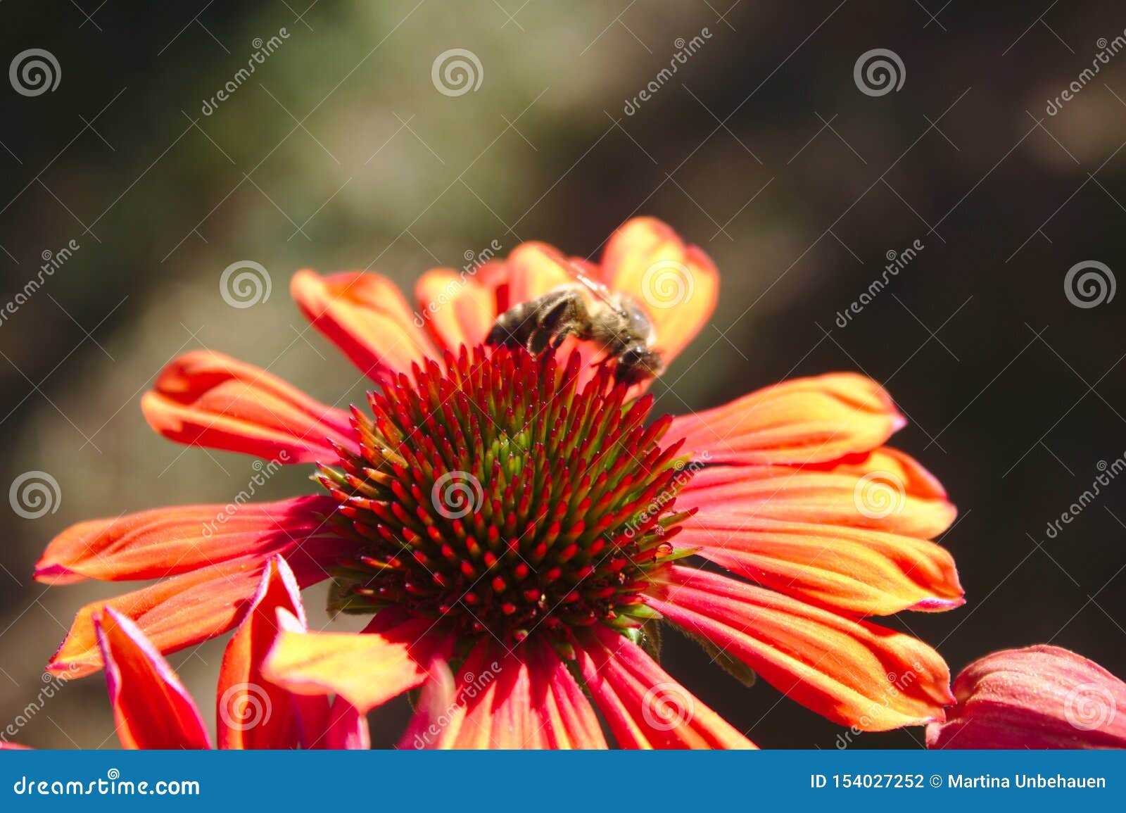 Bee on a red coneflower stock photo. Image of nature - 154027252