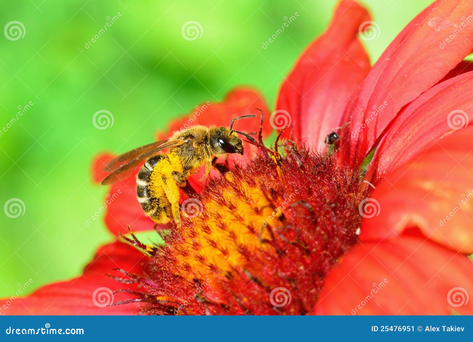 Bee on a red flower. stock image. Image of plant, macro - 25476951