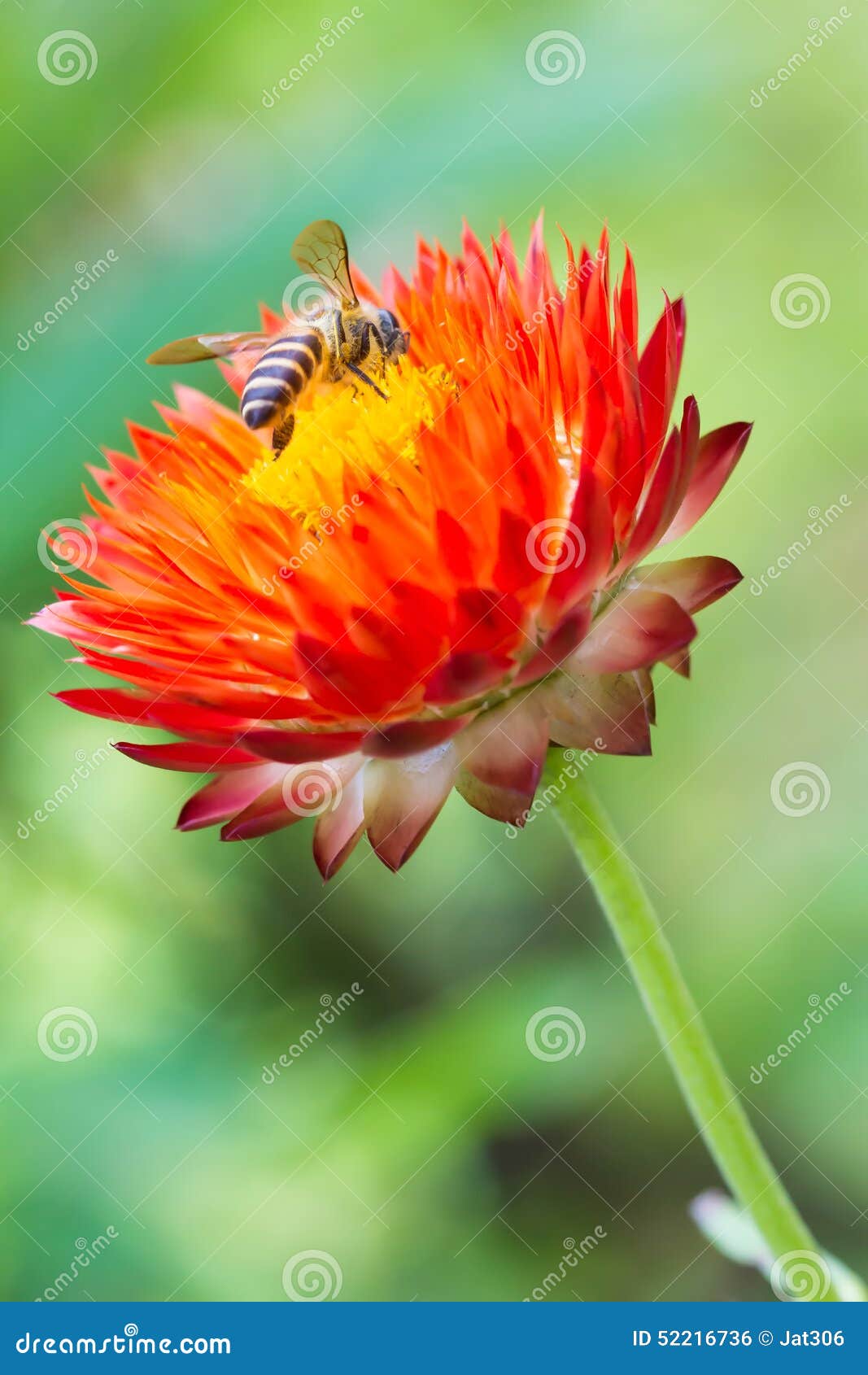 Bee on red flower stock photo. Image of insect, season - 52216736