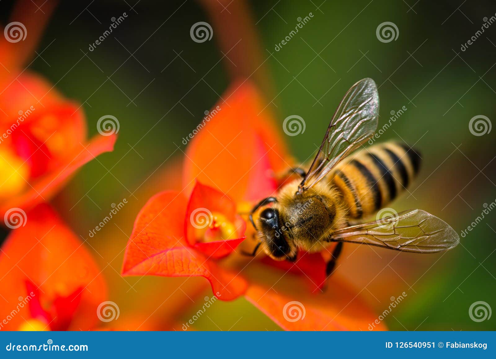 Bee and Red Flower Macro Closeup Stock Image - Image of garden ...