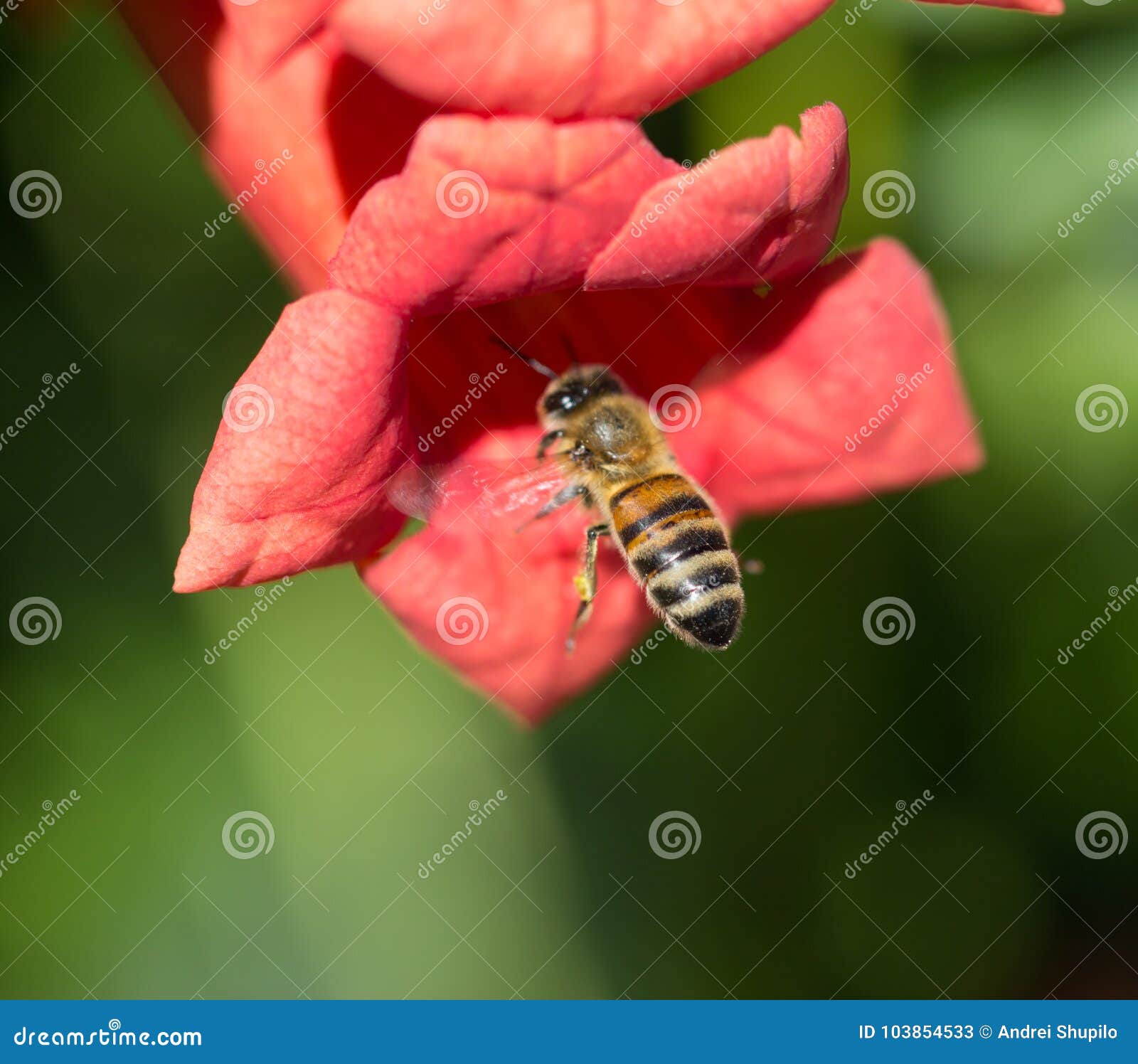 Bee in a Red Flower in Nature. Macro Stock Image - Image of flower ...