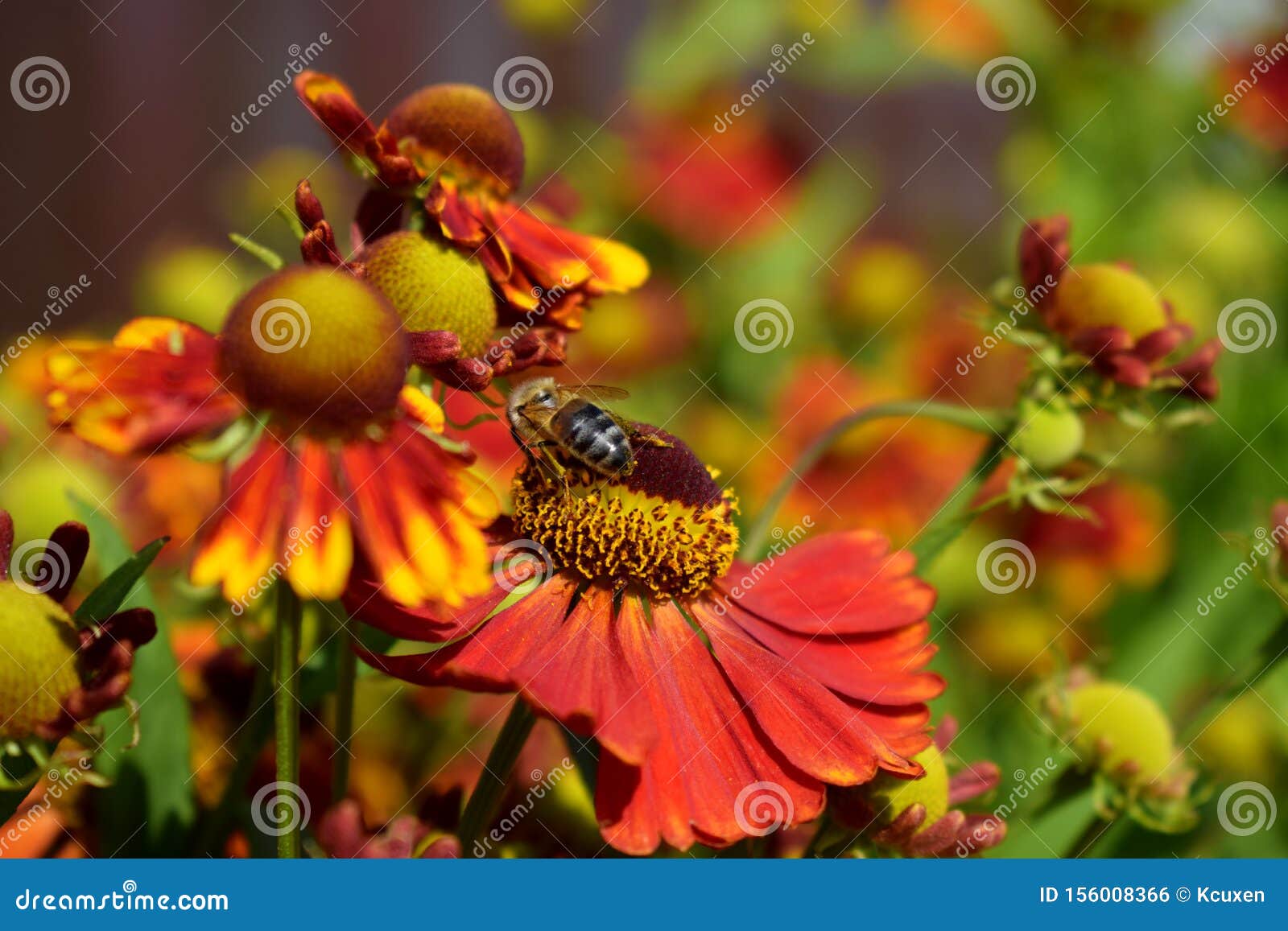 Bee on red flower stock photo. Image of fall, garden - 156008366