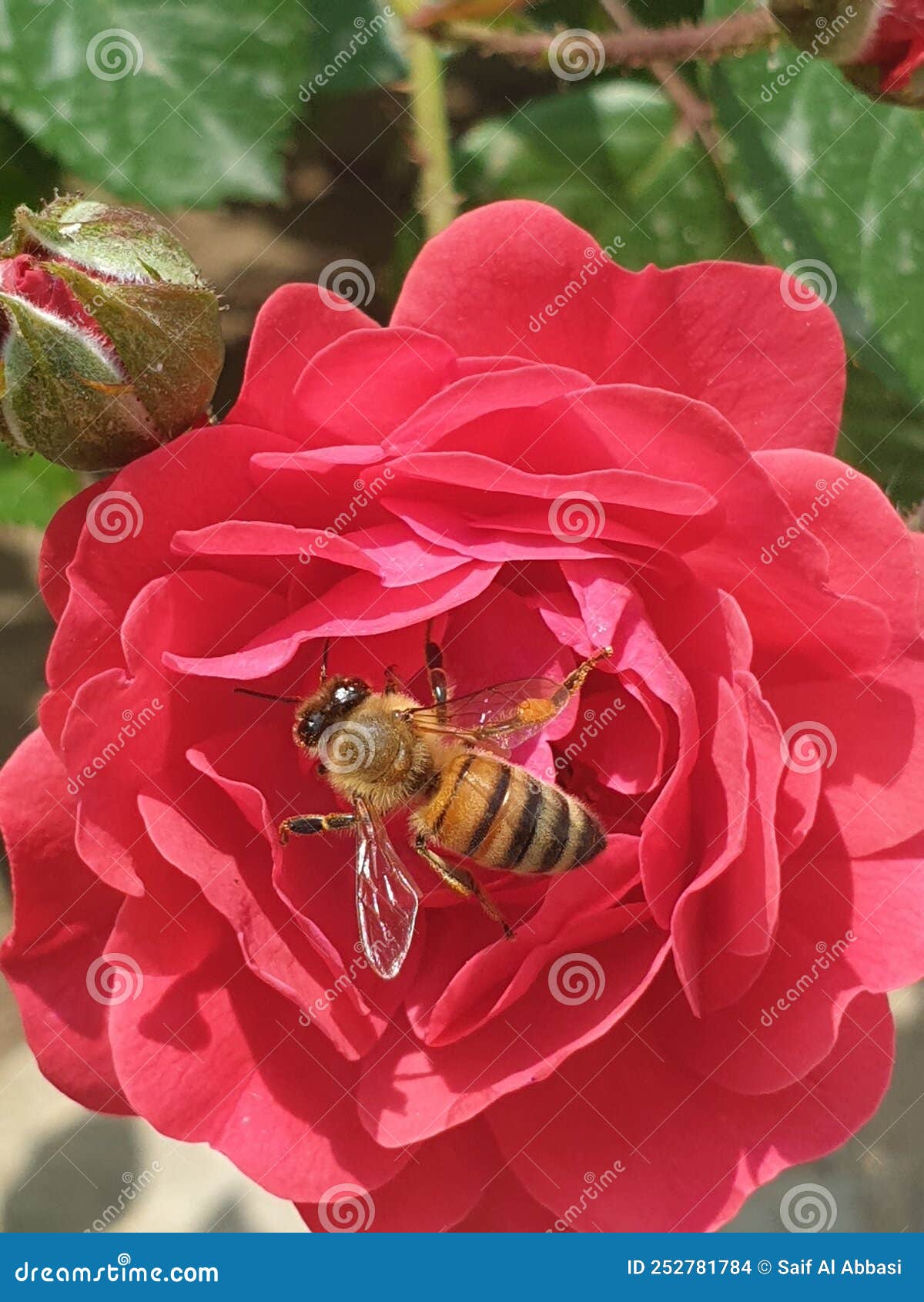 Bee on red rose stock photo. Image of nectar, blossom - 252781784
