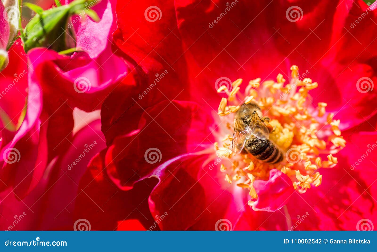 Bee on a Red Rose in the Garden. Stock Photo - Image of flowers, garden ...
