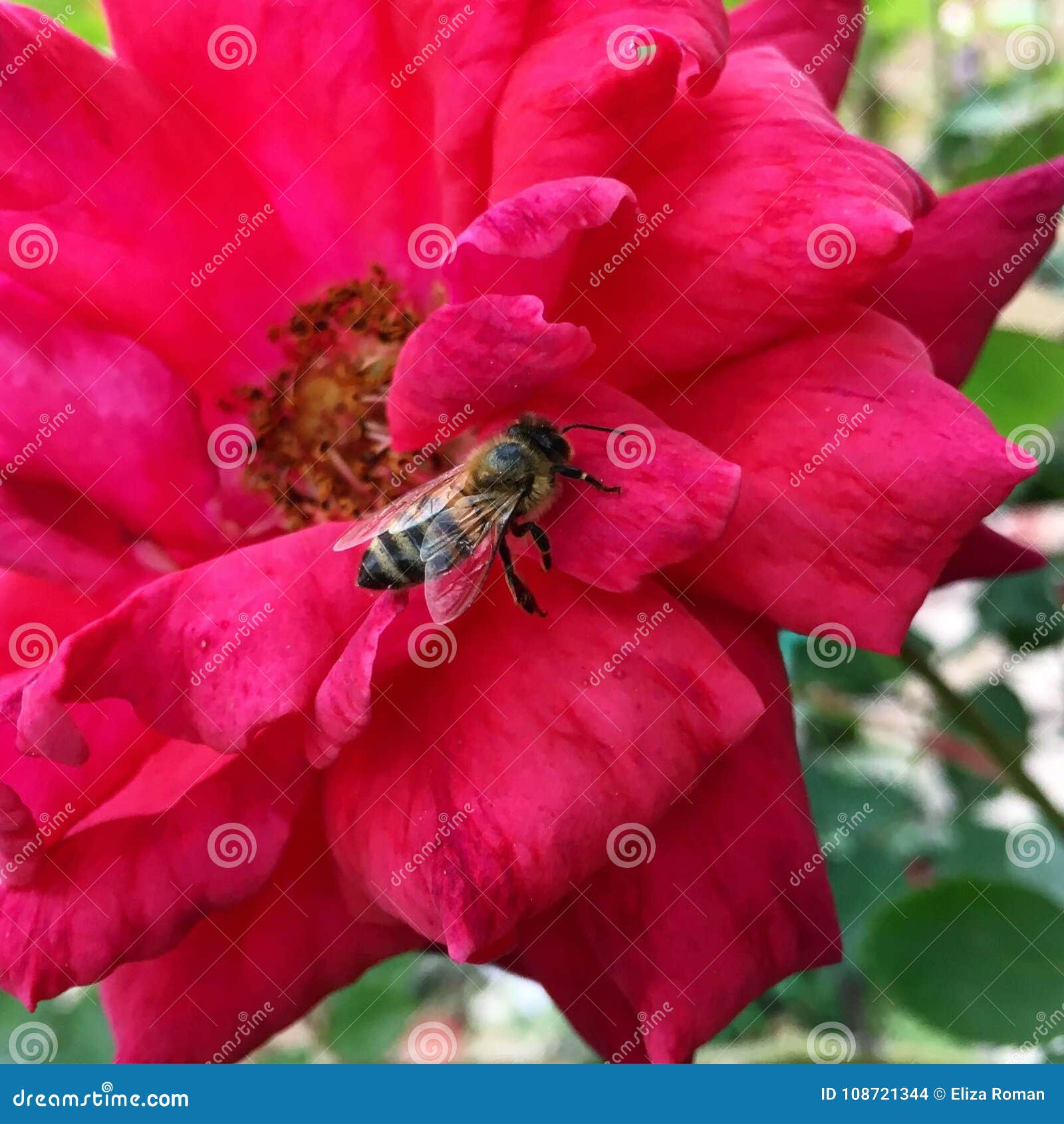 Bee on a red rose stock photo. Image of life, nature - 108721344